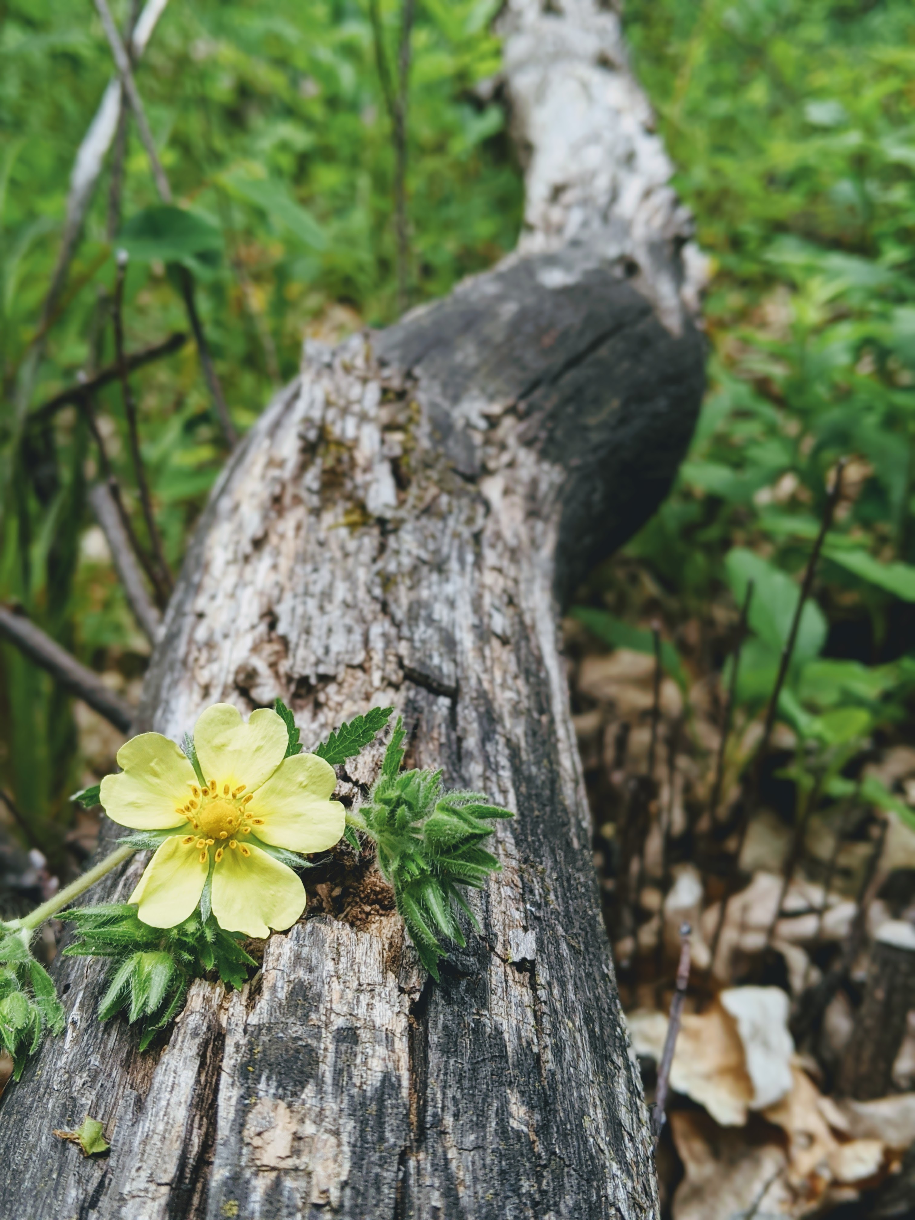 Buttercup – AO Poetry